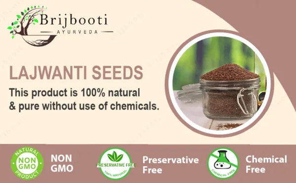 BrijBooti Lajwanti Seed - Chui Mui Beej - Mimosa Pudica Seeds - Brijbooti