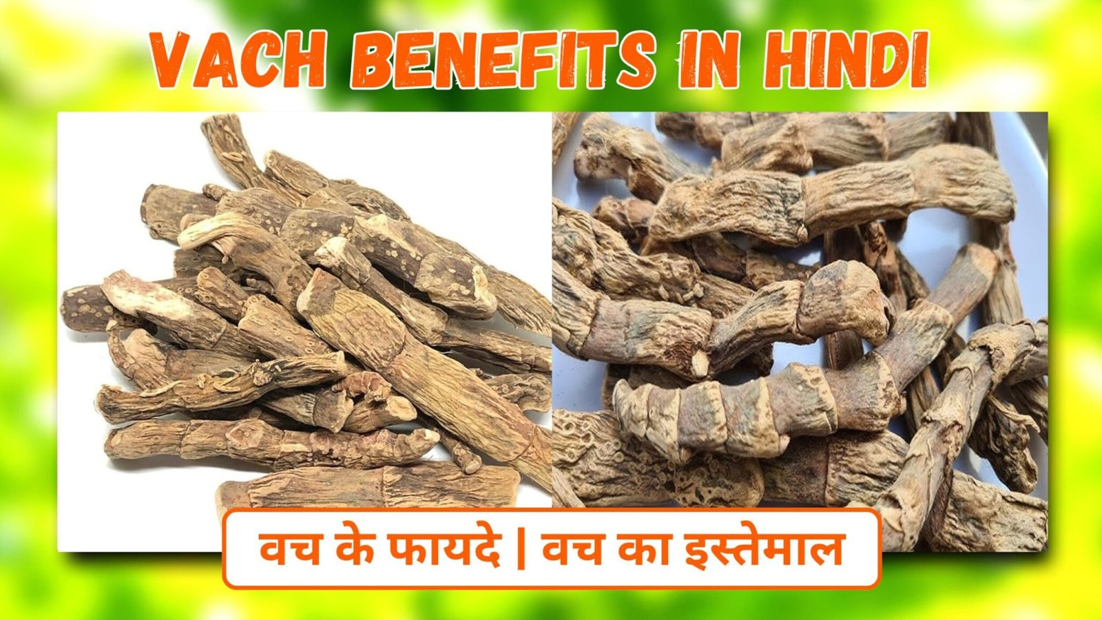 Vach Benefits in Hindi | वच के फायदे | वच का इस्तेमाल - Brijbooti