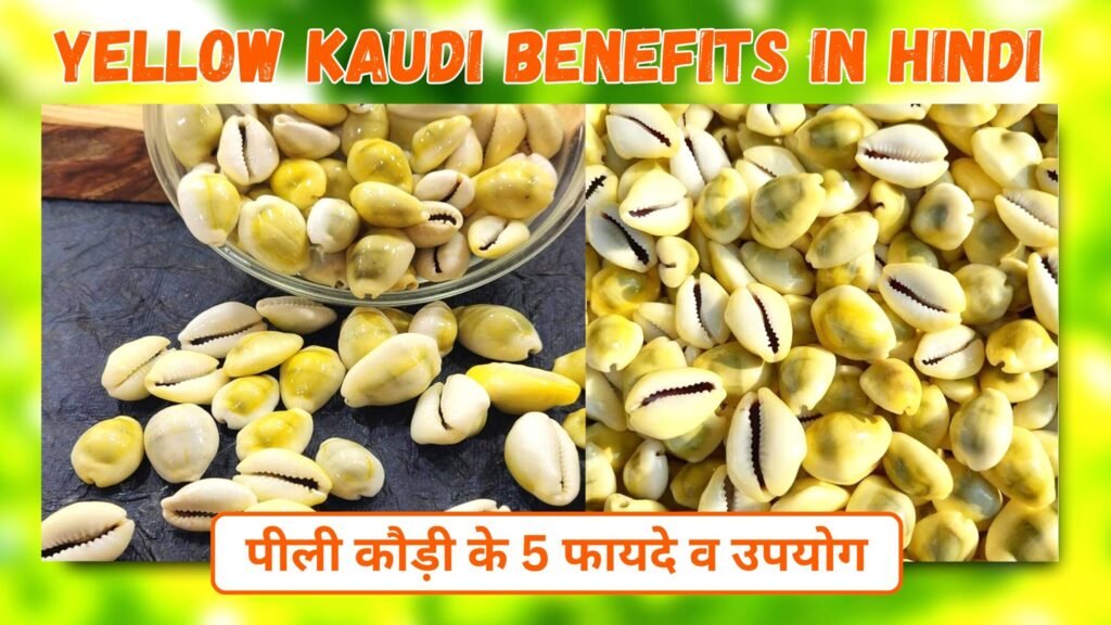 Yellow Kaudi Benefits In Hindi | पीली कौड़ी के 5 फायदे व उपयोग - Brijbooti