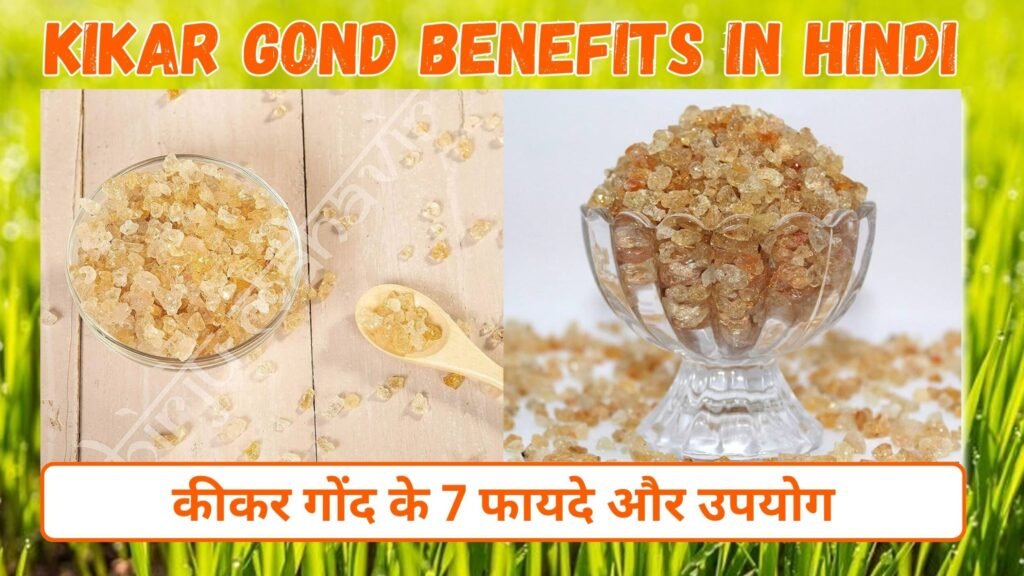 कीकर गोंद के फायदे और उपयोग | 7 Benefit of kikar gond in hindi - Brijbooti