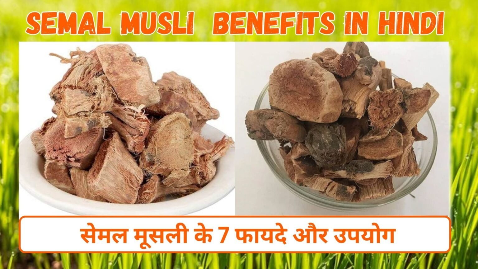 सेमल मूसली के फायदे और उपयोग | Semal Musli Benefits in Hindi - Brijbooti